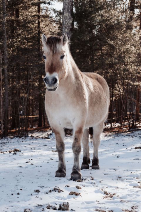 Drummer - Project ComeBack - Photography, Animals, Birds, & Fish, Horses - ArtPal