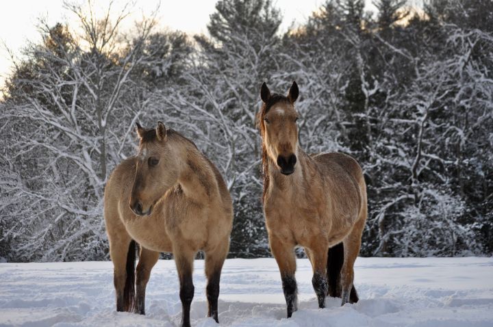 River & Kai - Project ComeBack - Photography, Animals, Birds, & Fish, Horses - ArtPal