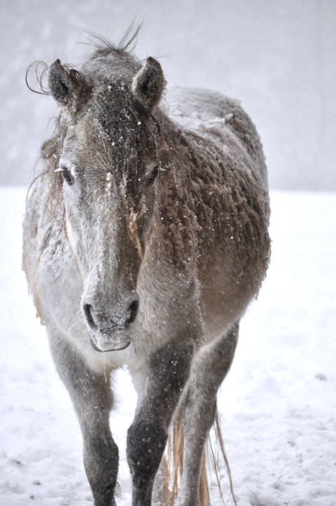 Unbroken - Project ComeBack - Photography, Animals, Birds, & Fish ...