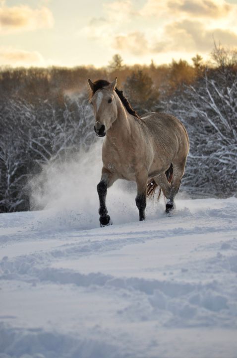 Altivo - Project ComeBack - Photography, Animals, Birds, & Fish, Horses - ArtPal