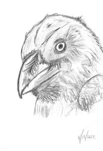 Simon Unwin - Drawings & Illustration