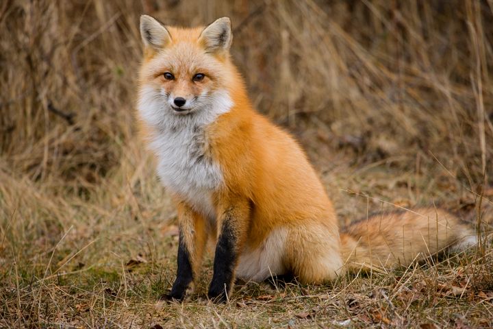 Foxy Looks - James Netz Photography - Photography, Animals, Birds ...