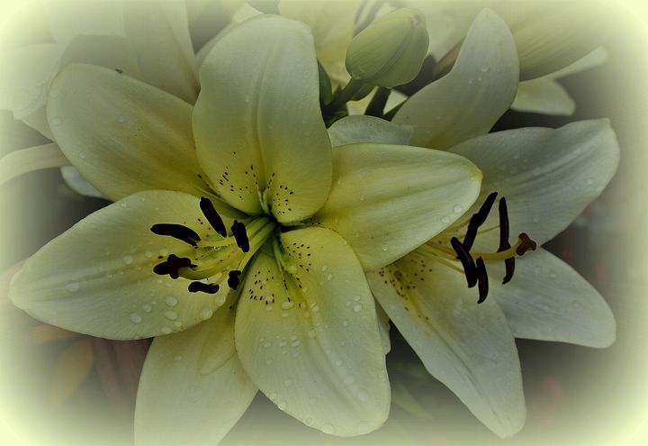 Delicate White Lilies - Photography Art and Design by Dora Sofia ...