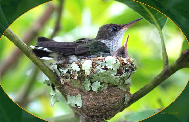Hummingbirds In Nest - Opio Yaw Asante - Photography, Animals, Birds ...