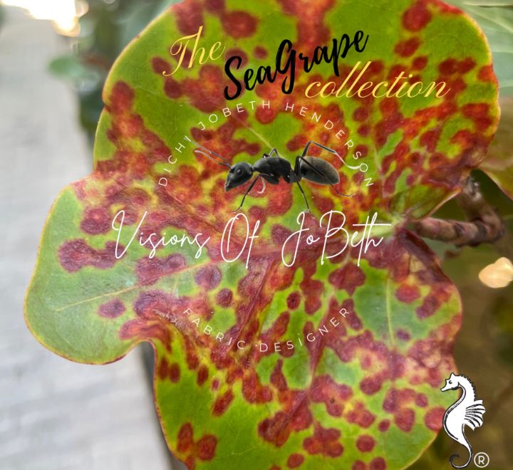 Welcome to My Sea Grape Collection - InkDrop - Photography, Abstract ...