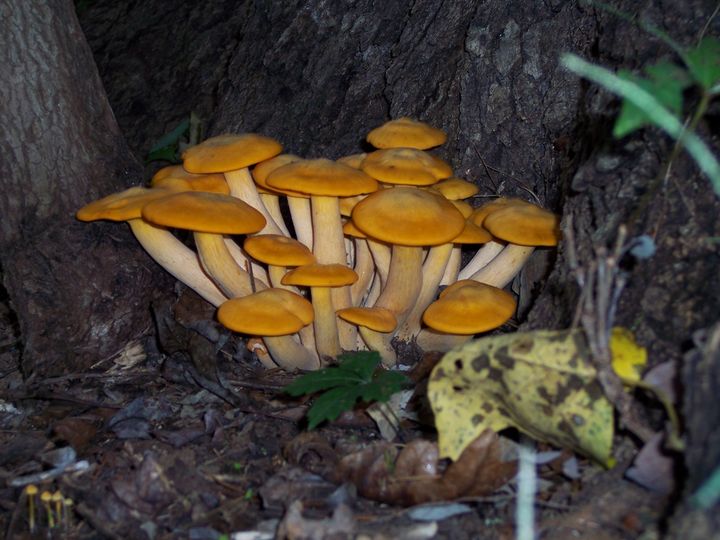 Wild Mushoom - The Twisted Tree - Photography, Flowers, Plants, & Trees ...