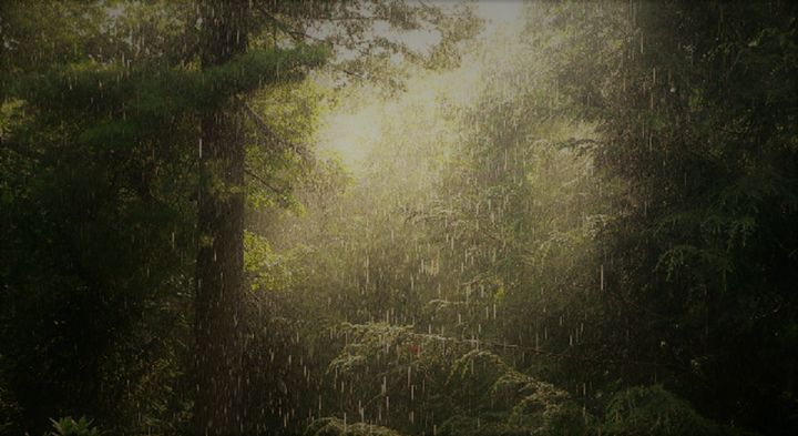 April Showers - The Twisted Tree - Photography, Landscapes & Nature ...