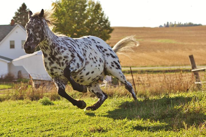 The Horse 12 - Ryan Earl - Photography, Animals, Birds, & Fish, Horses ...
