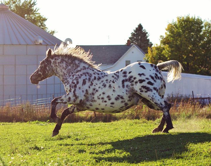 The Horse 11 - Ryan Earl - Photography, Animals, Birds, & Fish, Horses ...