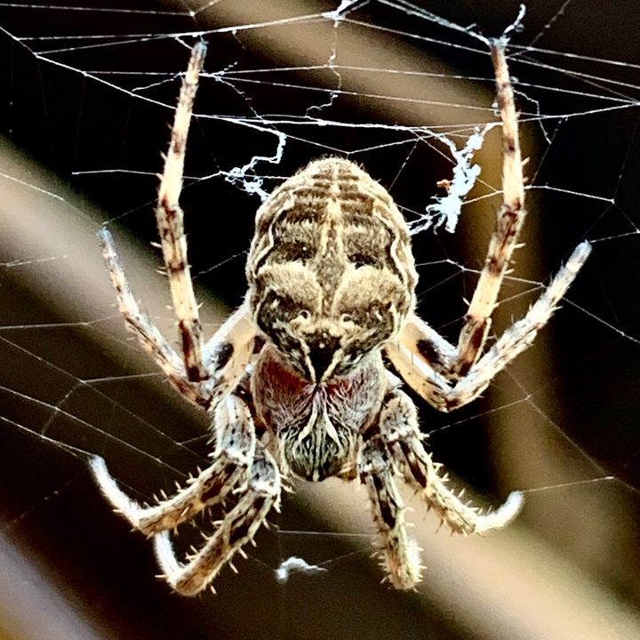 Spider Close Up - Winged Creations - Photography, Animals, Birds ...