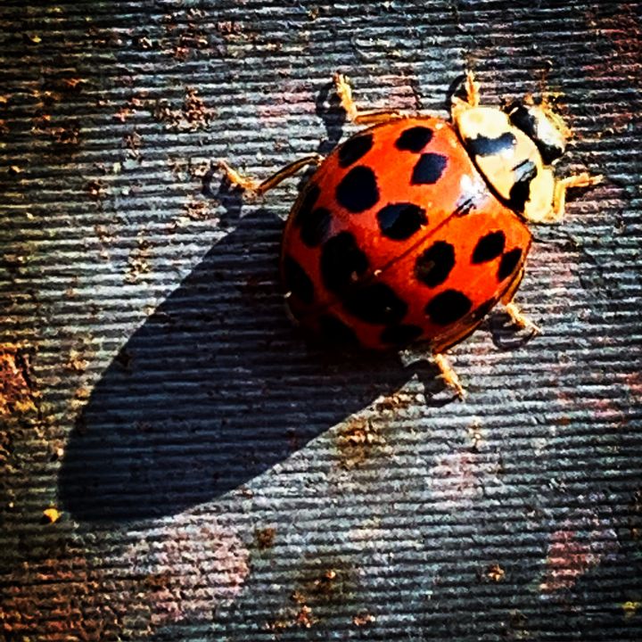 Cast a big shadow - Winged Creations - Photography, Animals, Birds ...