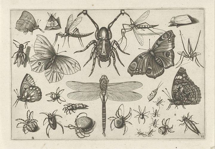 Jacob Hoefnagel~Insecten - Classical art - Paintings & Prints, Ethnic ...