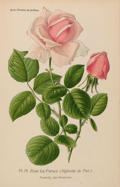 Anonymous 1896~Pl.79. Rose La France - Classical art - Paintings ...