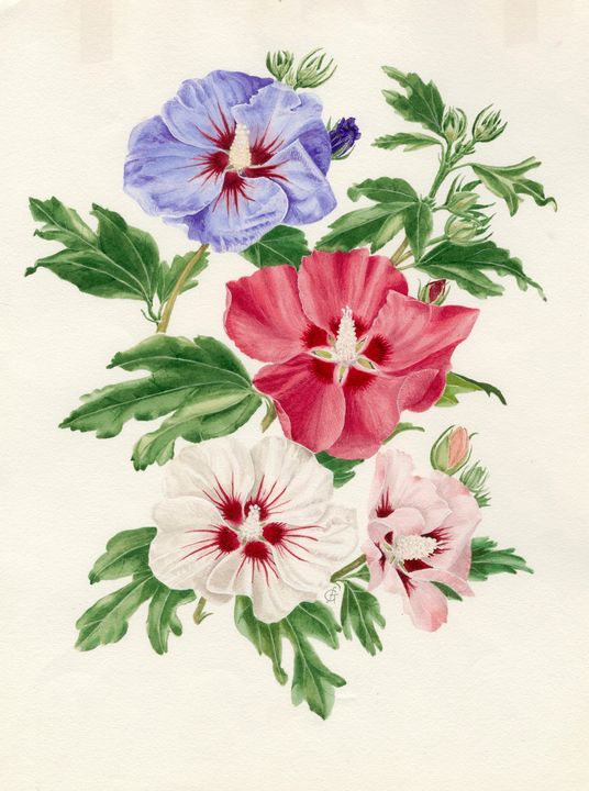 Graham Stuart Thomas~Hibiscus syriac - Classical art - Paintings ...