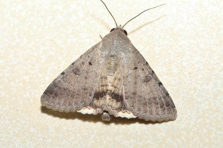Moth - Alvin Wong Photography Corner - Photography, Still Life, Other ...