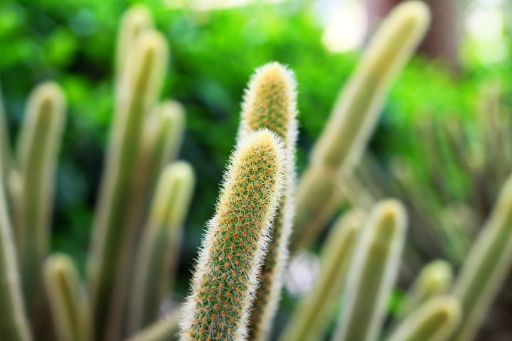 Cactus - Alvin Wong Photography Corner - Photography, Flowers, Plants ...