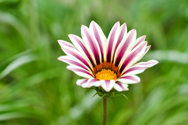 Flower - Alvin Wong Photography Corner - Photography, Flowers, Plants ...