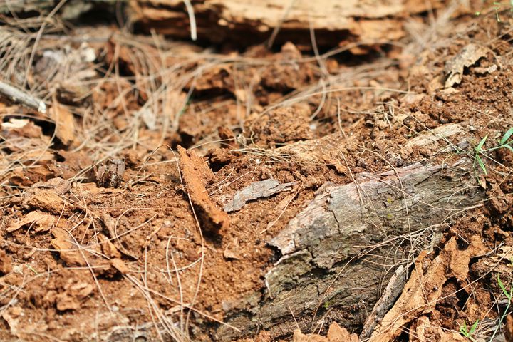 Decaying red wood - Alvin Wong Photography Corner - Photography ...