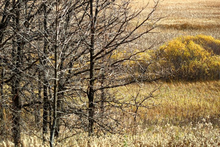 Wet Prairie - 50m30n3-3153 - Photography, Landscapes & Nature, Other ...