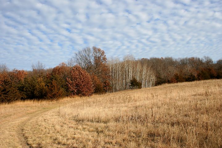 Prairie and Forest Edge - 50m30n3-3153 - Photography, Landscapes ...