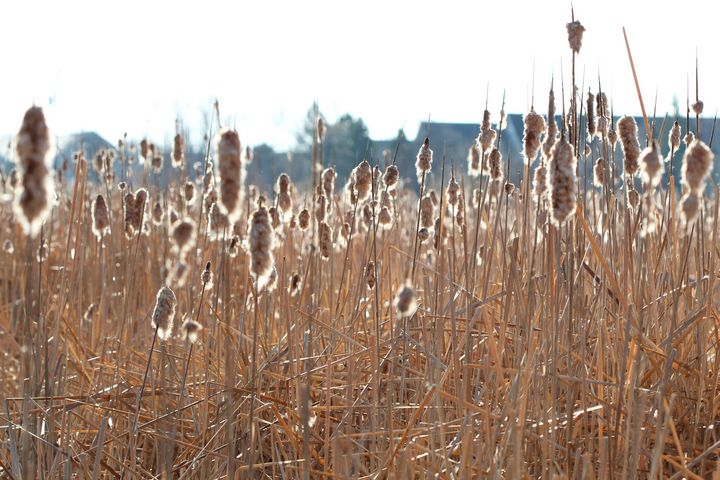 Cattail Fluff 4 - 50m30n3-3153 - Photography, Landscapes & Nature ...