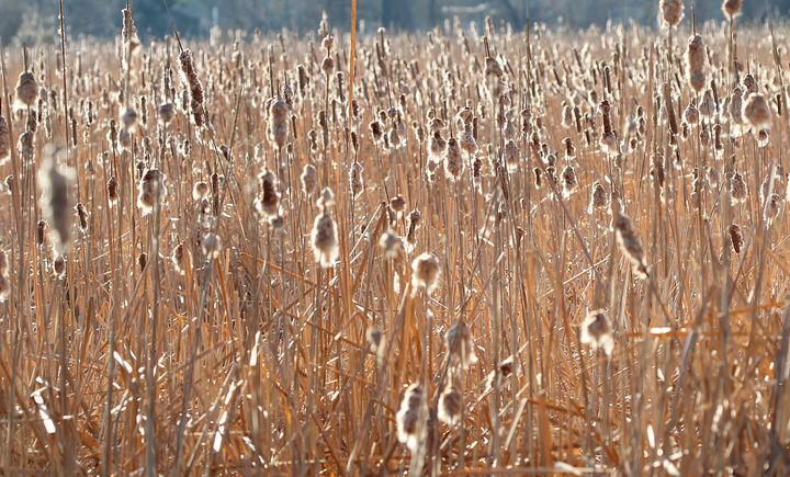 Cattail Fluff - 50m30n3-3153 - Photography, Landscapes & Nature, Swamps ...