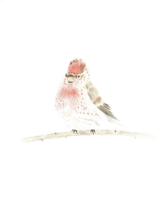 Bird Drawing - Martine Hébert - Drawings & Illustration, Animals, Birds ...