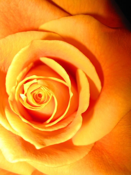 Rose of Fire - The World Thru My EyeZ - Photography, Flowers, Plants ...