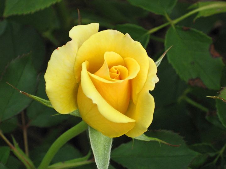 Yellow Rose in Bloom - The World Thru My EyeZ - Photography, Flowers ...