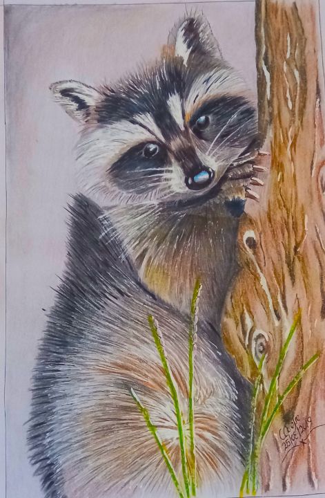 Raccoon - Arts and All - Drawings & Illustration, Animals, Birds ...
