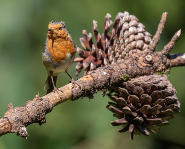 Robin redbreast - David O'Brien Photography - Photography, Animals ...