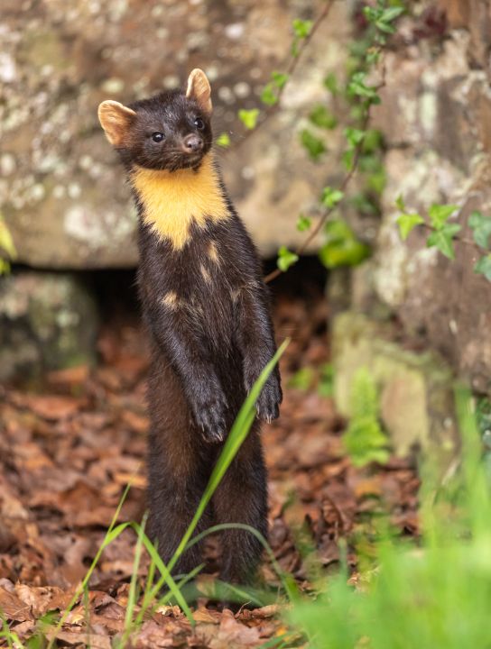 European Pine Marten - David O'Brien Photography - Photography, Animals ...