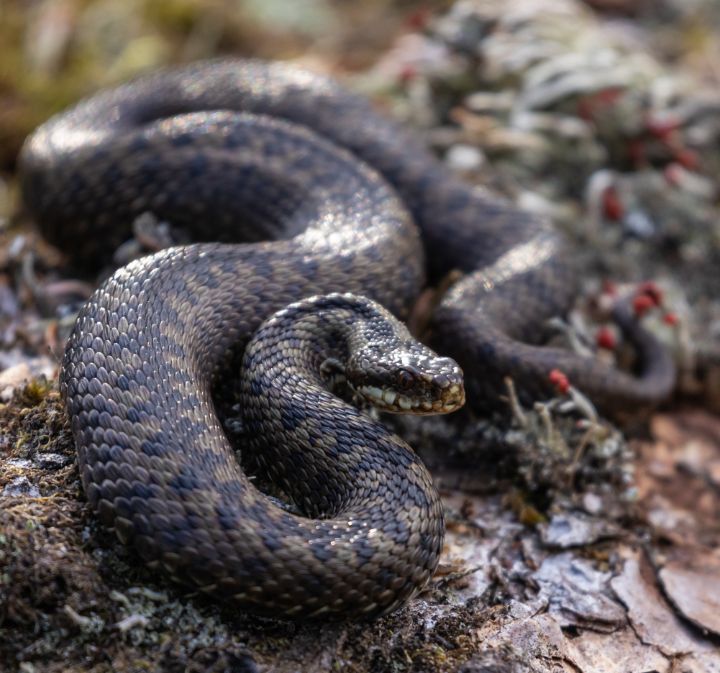 Common Adder - David O'Brien Photography - Photography, Animals, Birds ...