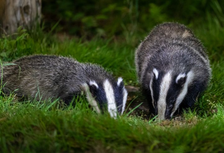 European badger - David O'Brien Photography - Photography, Animals ...