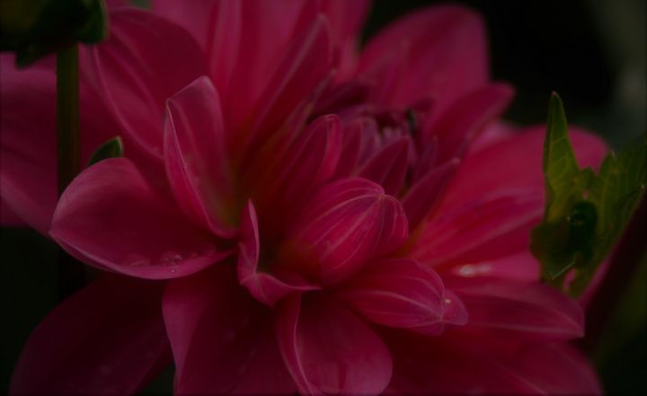 After the Rain - Twisted Perspektive - Photography, Flowers, Plants ...