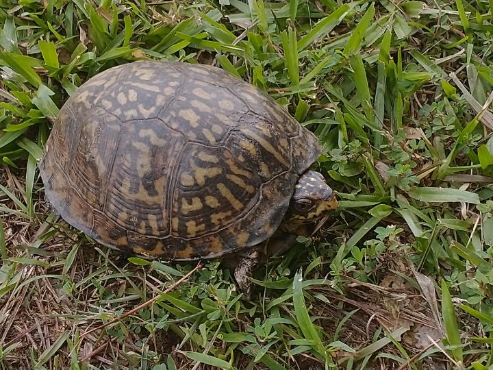 Turtle Off the Beaten Trail - J. Michaels - Photography, Animals, Birds ...