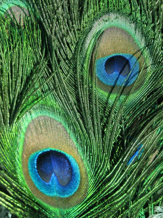 Feathered - M.R.Art - Photography, Animals, Birds, & Fish, Birds ...