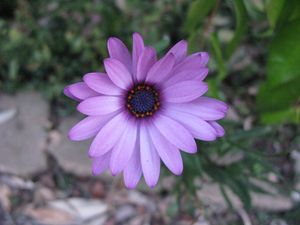 M.R.Art - Photography, Drawings & Illustration, Paintings & Prints