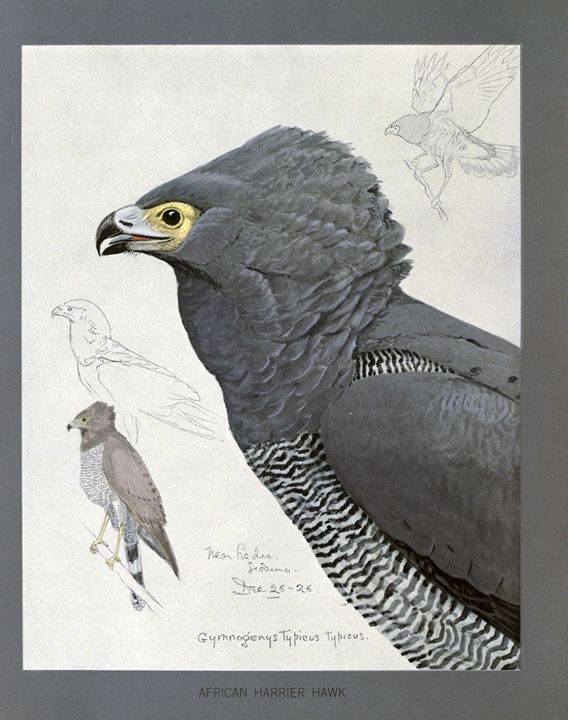 African Harrier Hawk - SPCHQ - Drawings & Illustration, Animals, Birds ...