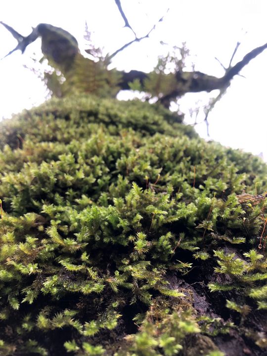 Tree moss close shot - ROKVIZ - Photography, Landscapes & Nature ...