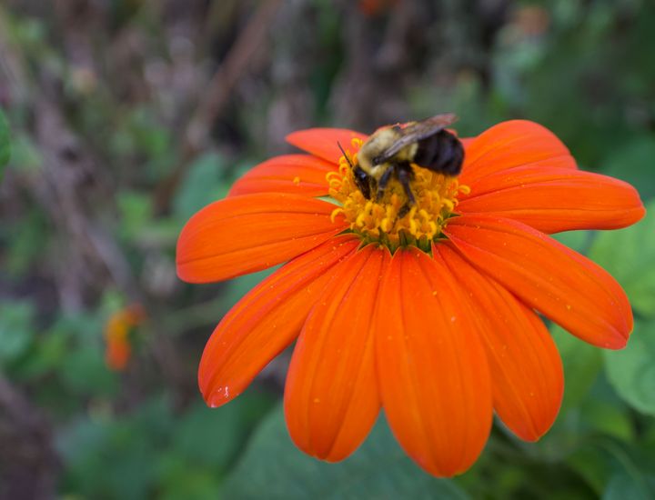 Bumblebee on orange - Rrrosepix - Photography, Animals, Birds, & Fish ...
