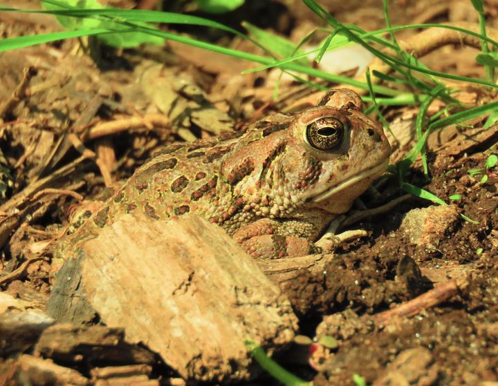 Fowler's Frog - Rrrosepix - Photography, Animals, Birds, & Fish ...
