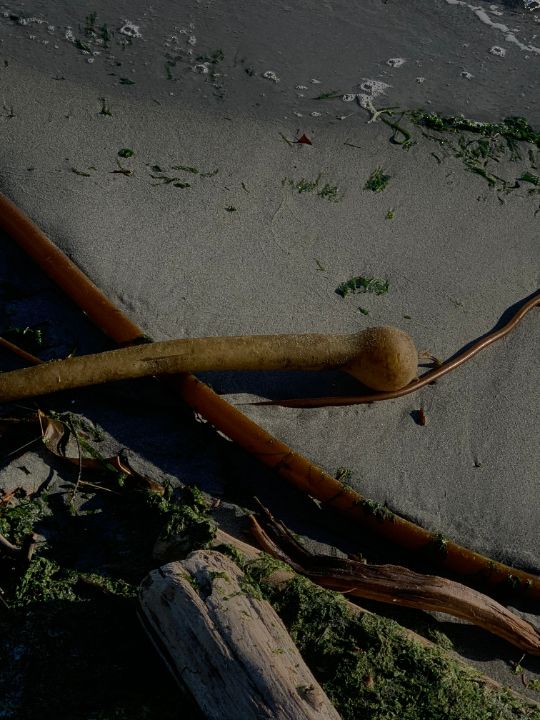 Seaweed Bulb - E_photographee - Photography, Flowers, Plants, & Trees ...