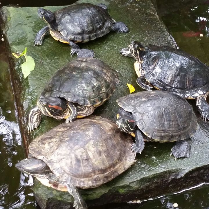 Turtle family - Janelle's Creations - Photography, Animals, Birds ...