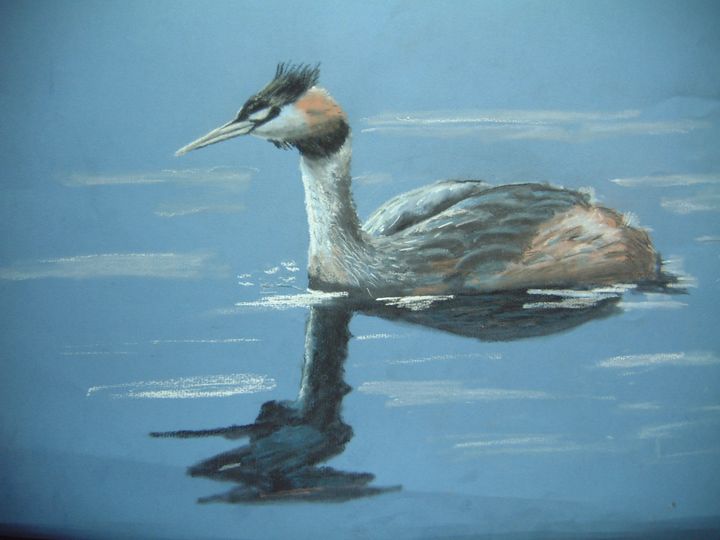 Great Crested Grebe swiming along lo - Almac5 - Paintings & Prints ...