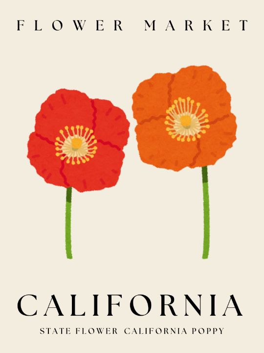 California State Flower California Poppy Seeds – Blue Moon Native