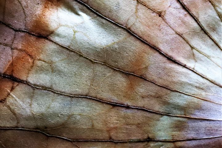 Macro - Onion Skin - Cantor Photography - Photography, Still Life ...