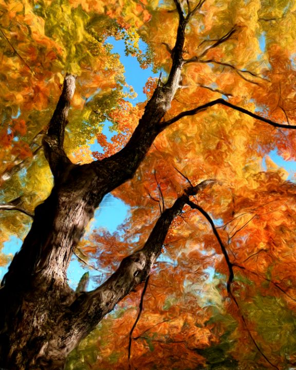 Fall Colors - Maple Tree - Cantor Photography - Photography, Flowers ...