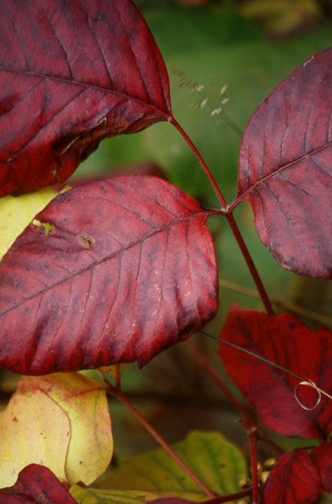 Dying Leaves - Cantor Photography - Photography, Flowers, Plants ...