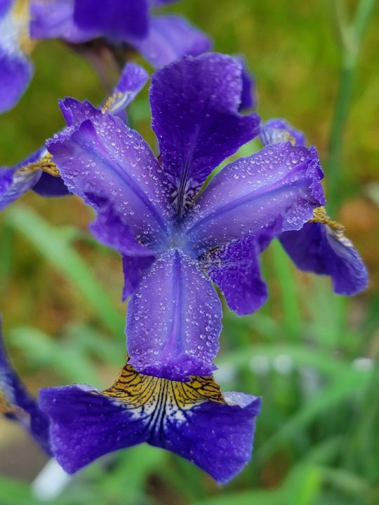 Iris in the rain - Tri Vet Design Art - Photography, Flowers, Plants ...